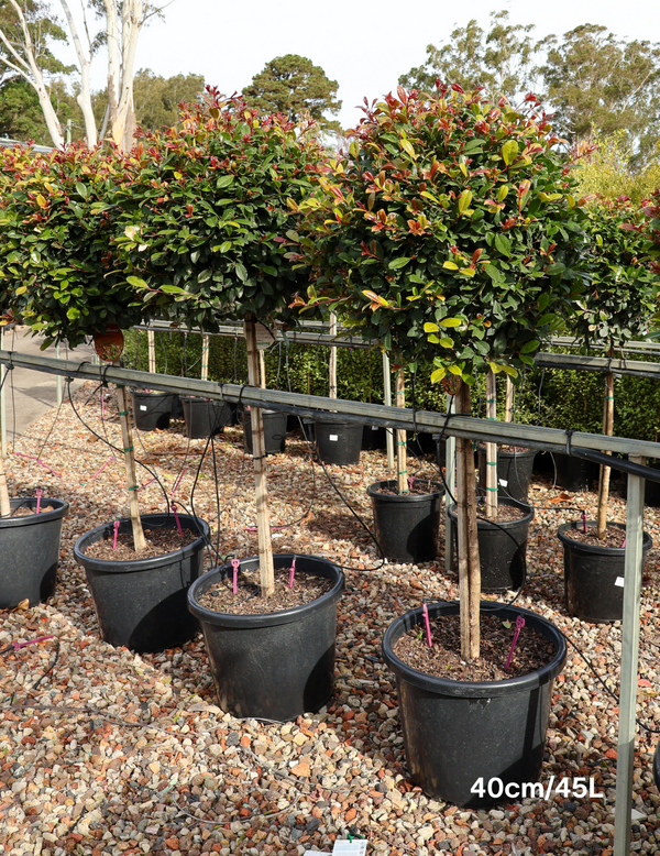 Syzygium ‘Resilience’ Standard – Lilly Pilly Topiary Tree