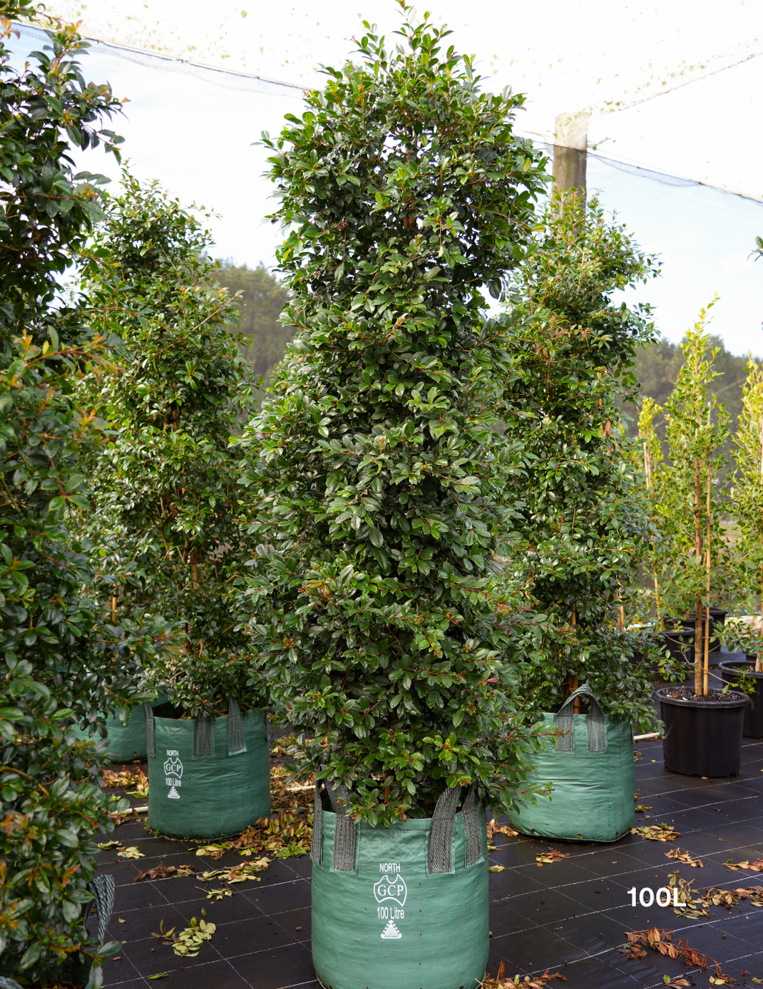 Evergreen Trees Direct - Buy Advanced and Established Trees