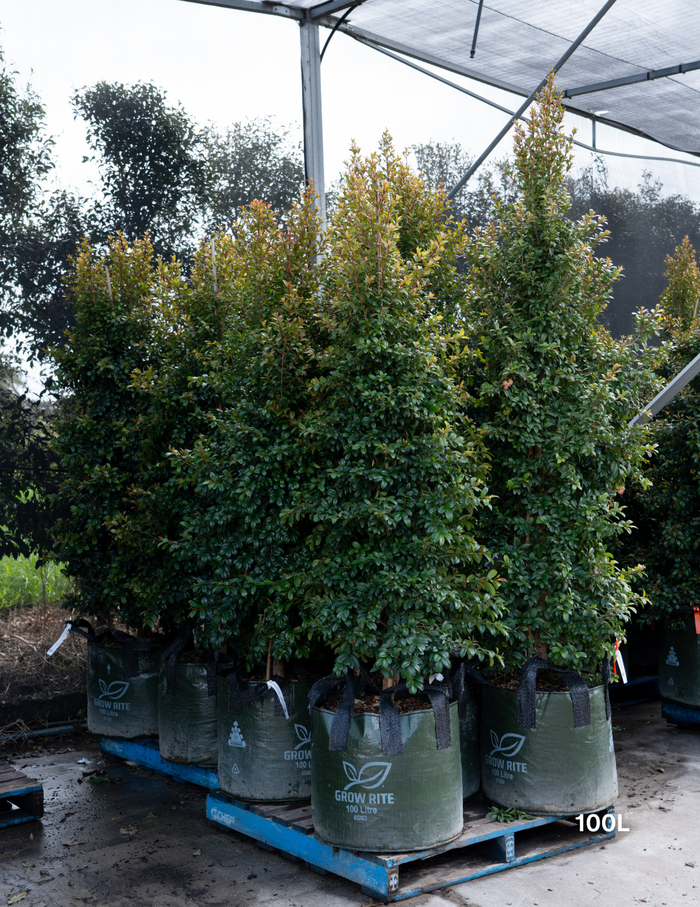 Syzygium australe 'Straight & Narrow' - Lilly Pilly - Evergreen Trees ...