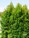Syzygium australe ‘Pinnacle’ – Narrow Lilly Pilly for Tight Hedges