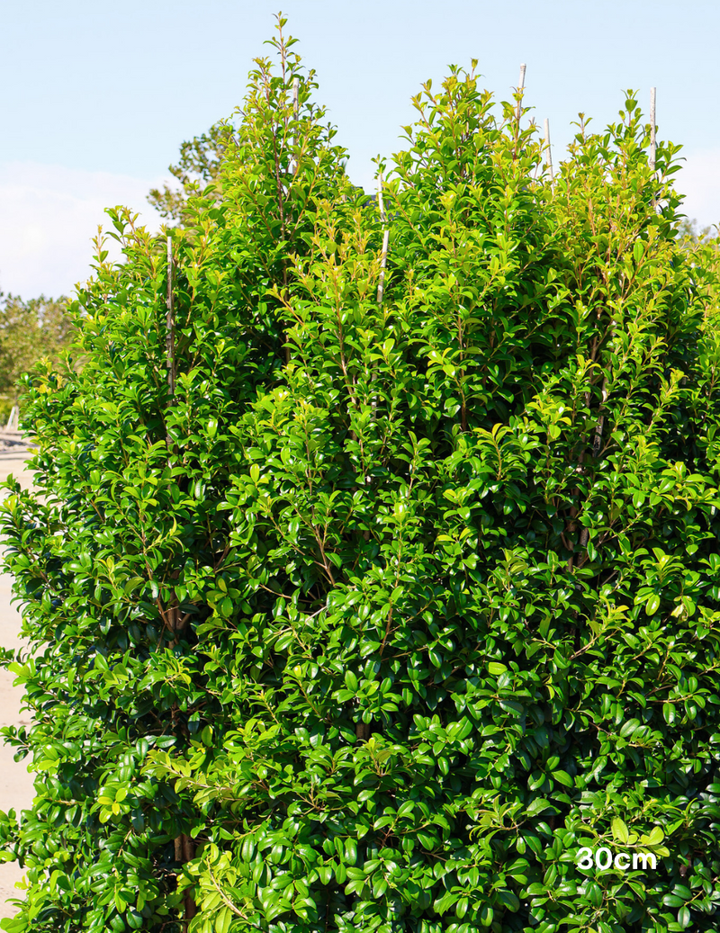 Syzygium australe ‘Pinnacle’ – Narrow Lilly Pilly for Tight Hedges