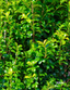 Syzygium australe ‘Pinnacle’ – Narrow Lilly Pilly for Tight Hedges