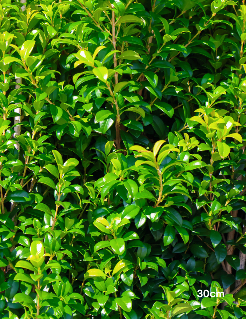 Syzygium australe ‘Pinnacle’ – Narrow Lilly Pilly for Tight Hedges