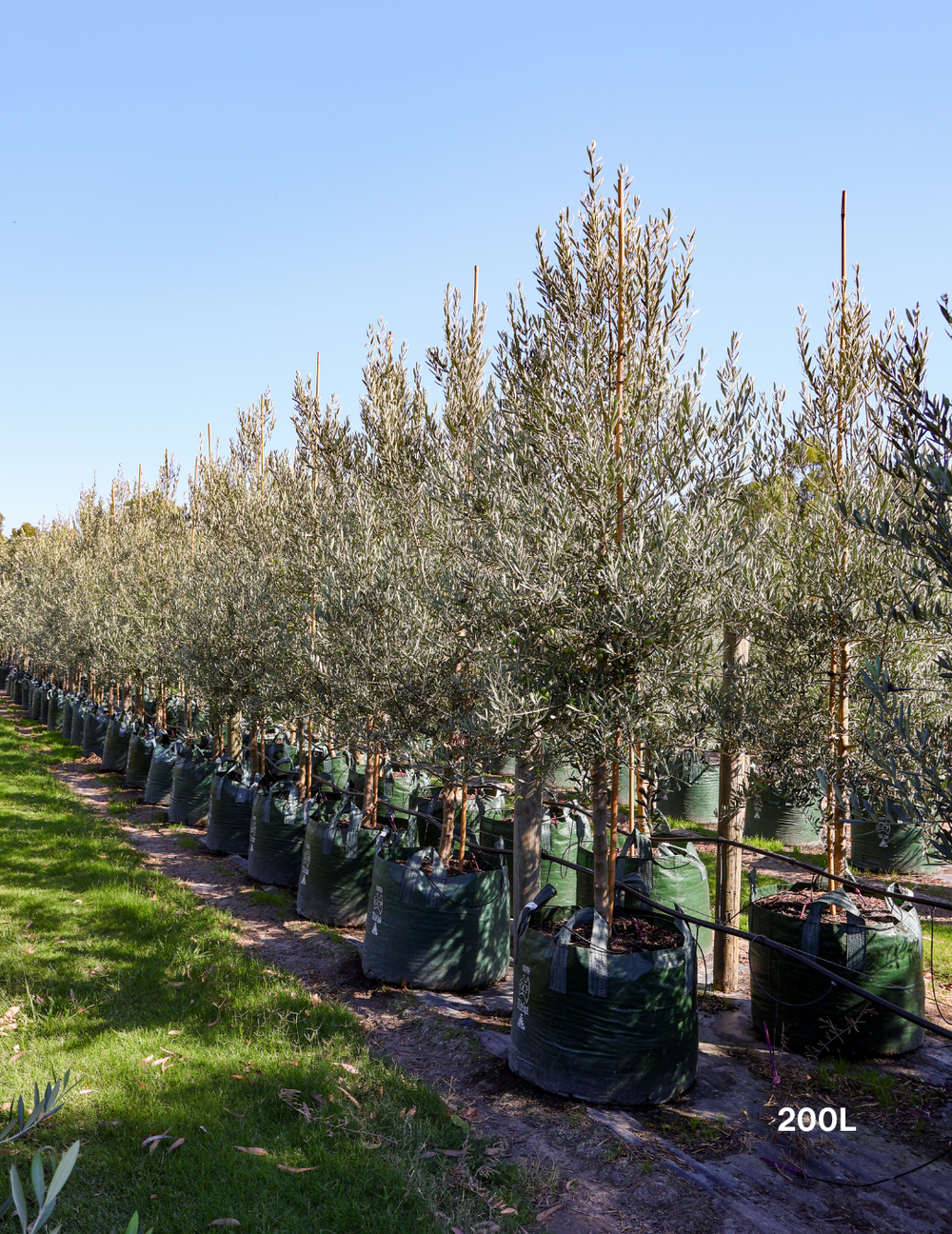 Olea europaea 'Tolley's Upright' Olive Tree - Evergreen Trees Direct