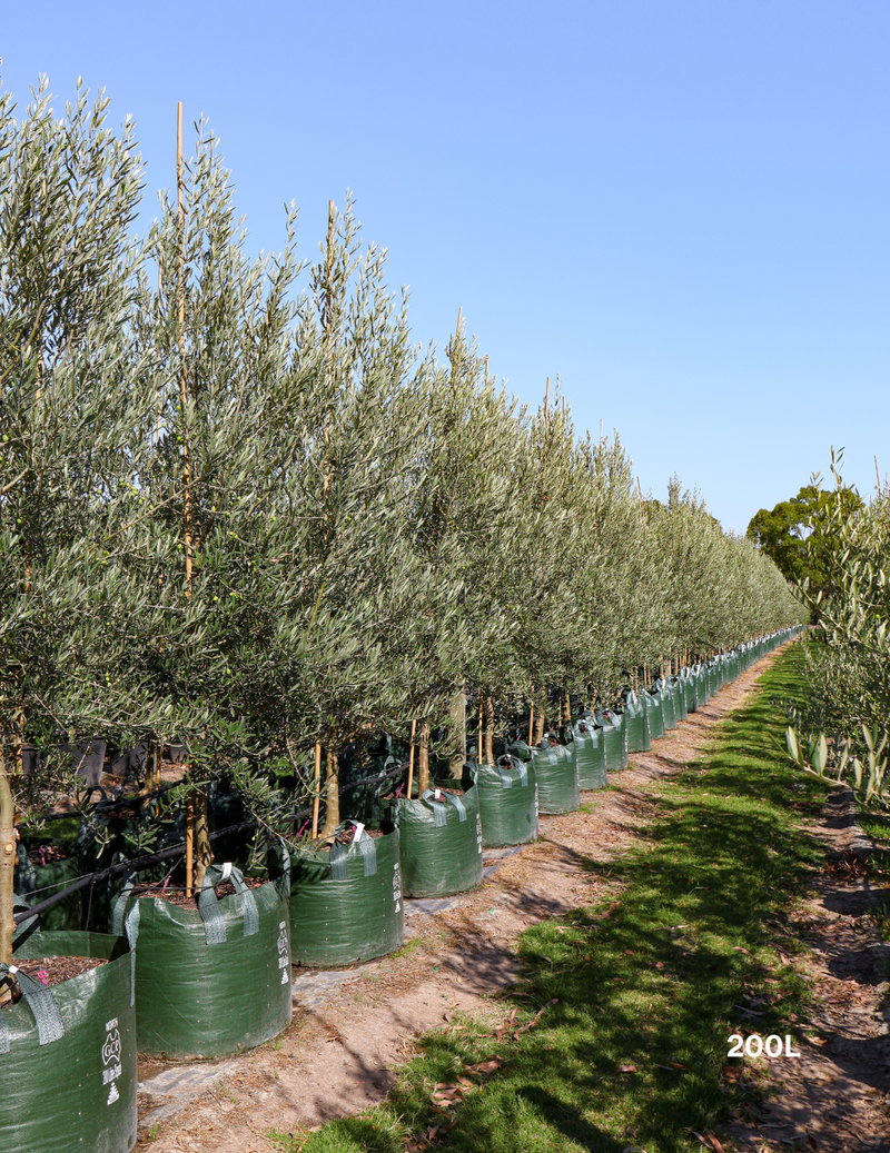 Olea europaea 'Tolley's Upright' Olive Tree - Evergreen Trees Direct