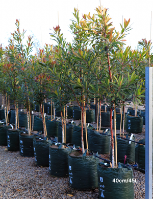 Tristaniopsis laurina | Water Gum Native Tree