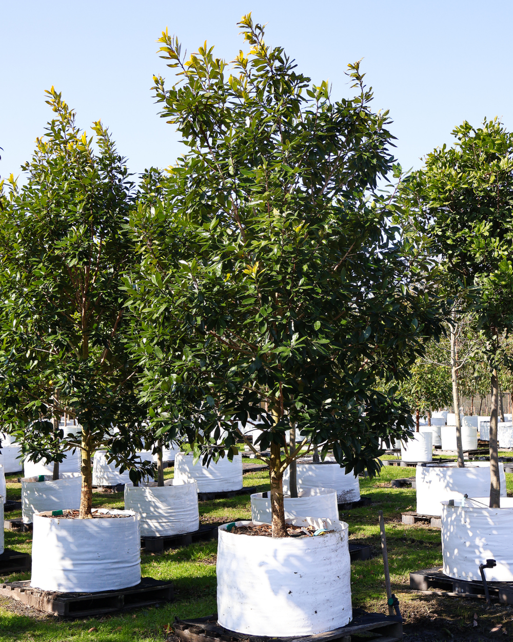 Tristaniopsis laurina | Water Gum Native Tree