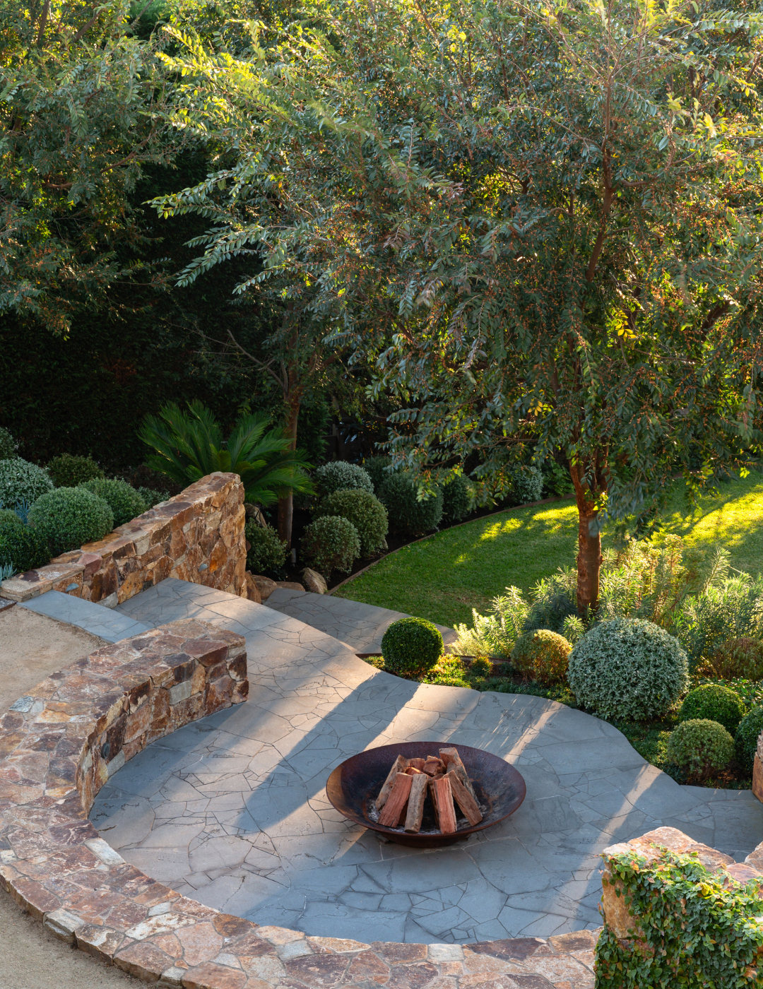 Ulmus parvifolia 'Todd' - Evergreen Trees Direct