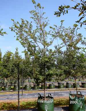 Ulmus parvifolia 'Todd' - Evergreen Trees Direct