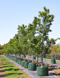 Ulmus parvifolia 'Todd' - Evergreen Trees Direct