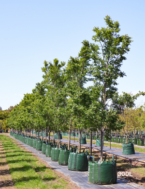 Ulmus parvifolia 'Todd' - Evergreen Trees Direct