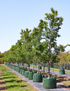 Ulmus parvifolia 'Todd' - Evergreen Trees Direct
