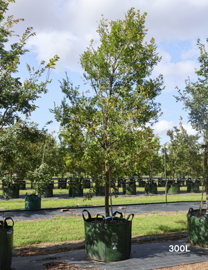 Ulmus parvifolia 'Todd' - Evergreen Trees Direct