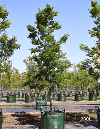 Ulmus parvifolia 'Todd' - Evergreen Trees Direct