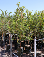 Ulmus parvifolia 'Todd' - Evergreen Trees Direct