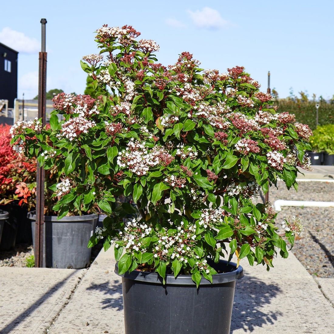 Viburnum tinus - Evergreen Trees Direct