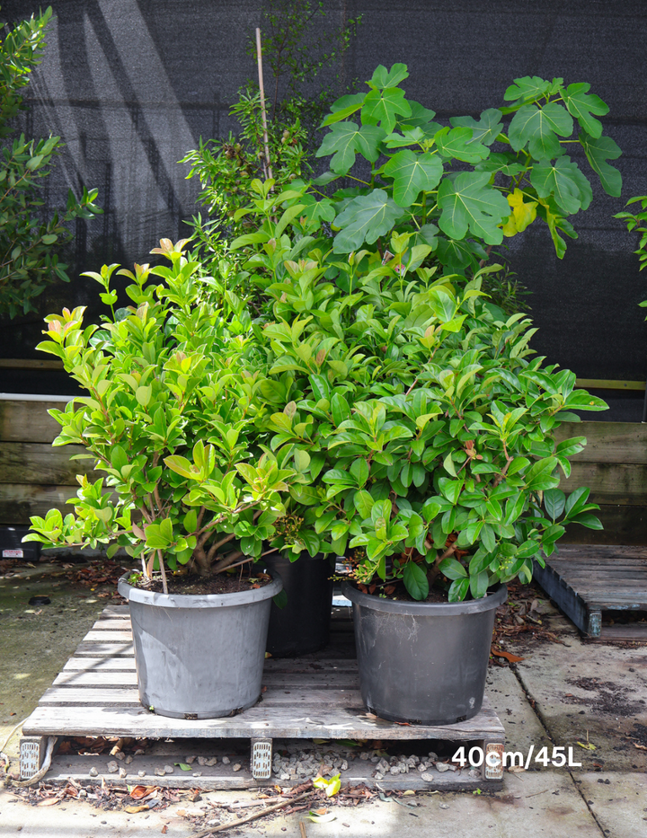 Australian Native Trees for Sale - Evergreen Trees Direct
