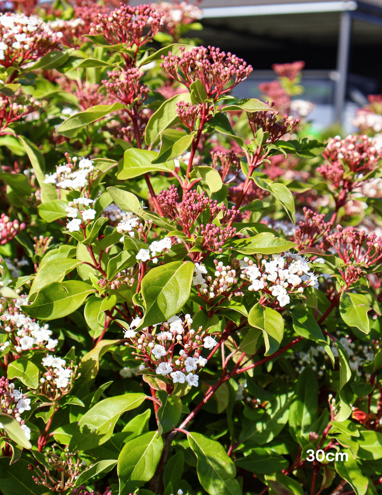 Viburnum tinus - Evergreen Trees Direct