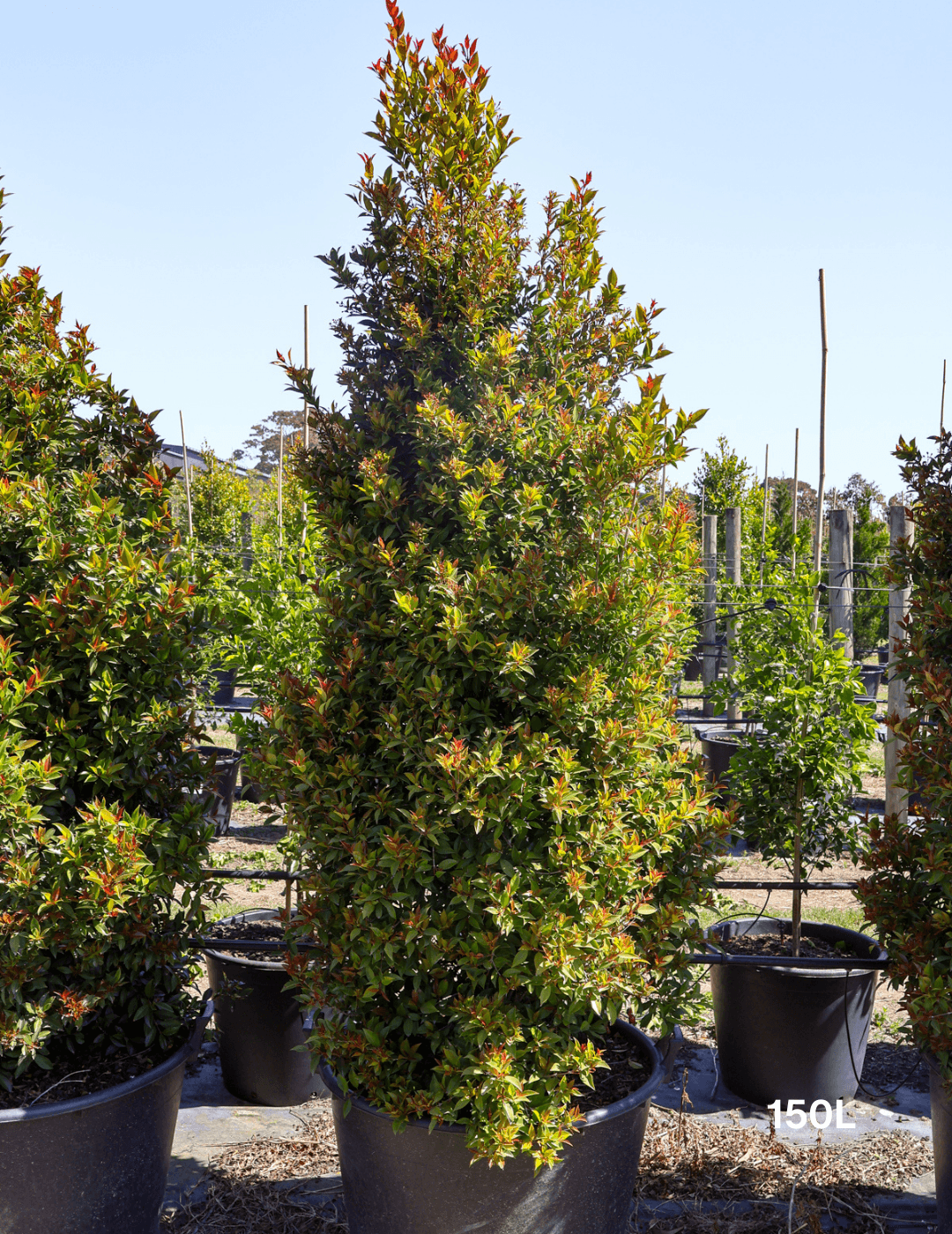 Syzygium ‘Winter Lights’ – Colourful Upright Lilly Pilly