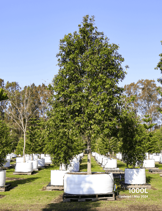 The Waterhousea Floribunda (Lilly Pilly) - The Perfect Hedging Tree fo