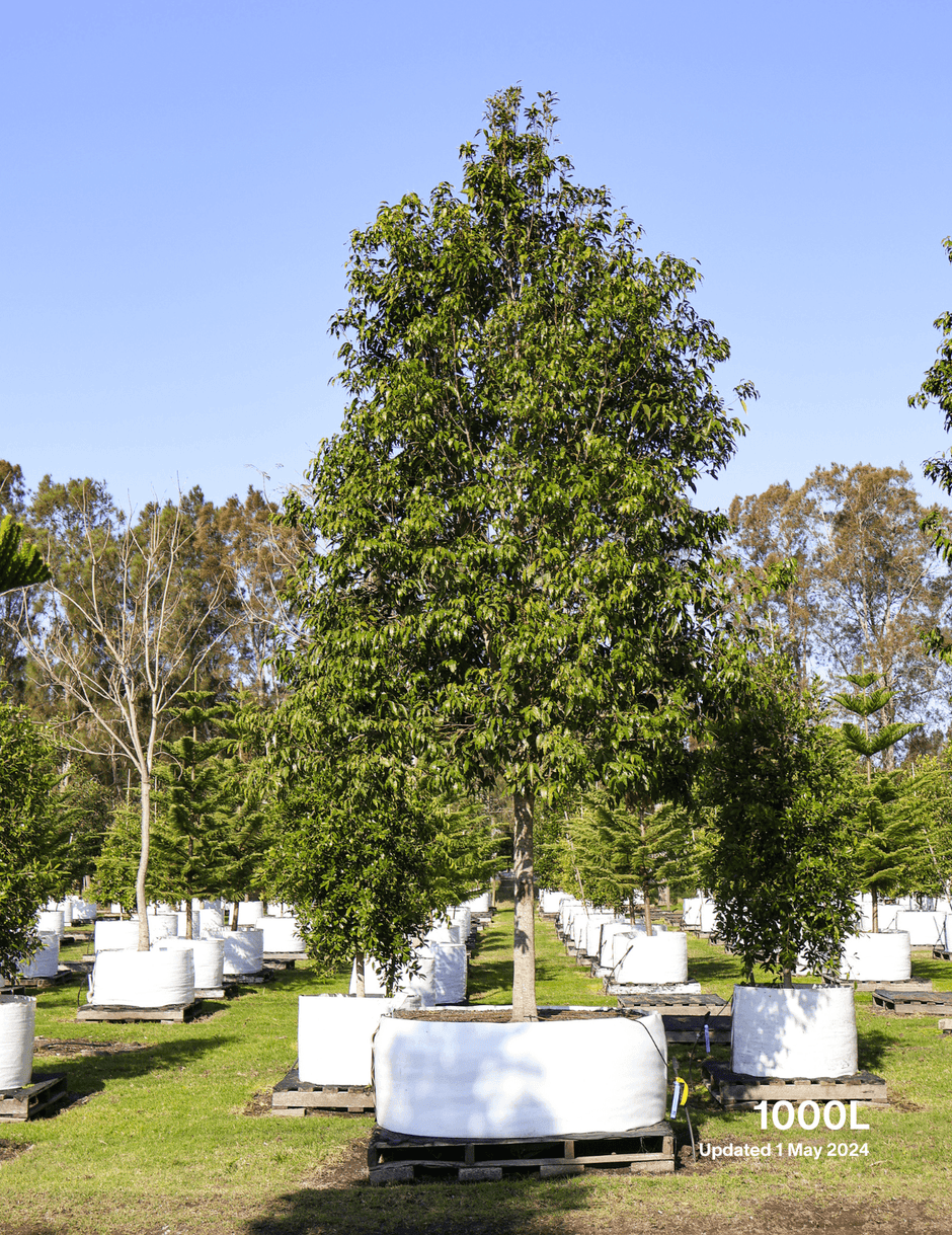 Top 5 Evergreen Trees with Non-Invasive Roots - Evergreen Trees Direct