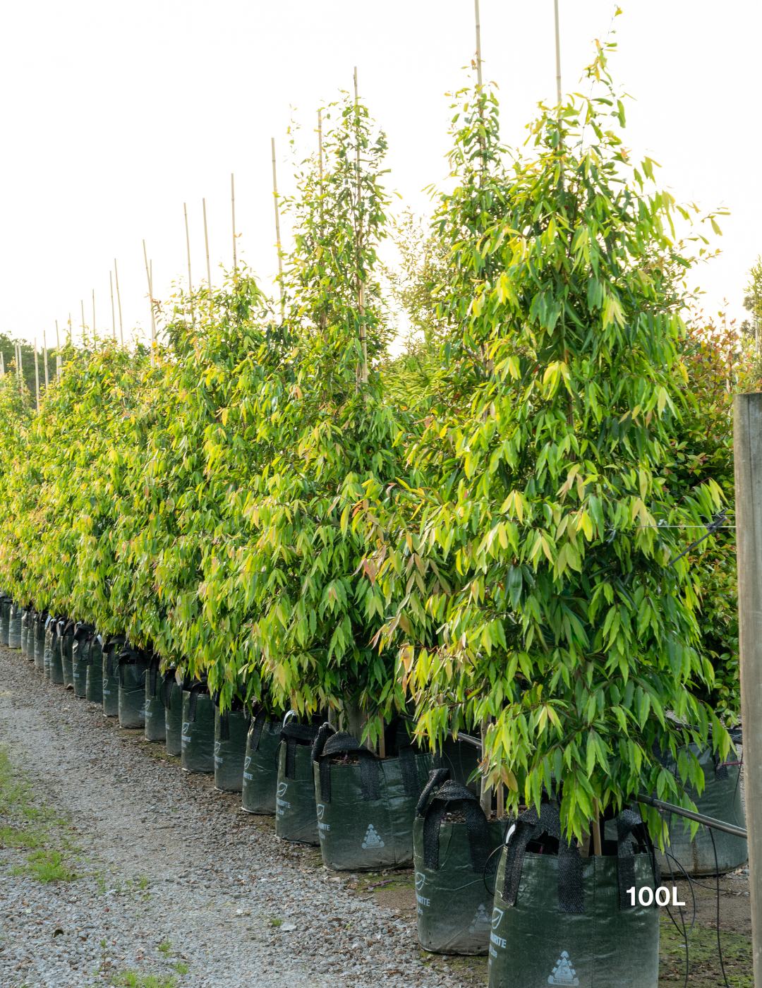 Waterhousea 'Amaroo' | Weeping Lilly Pilly