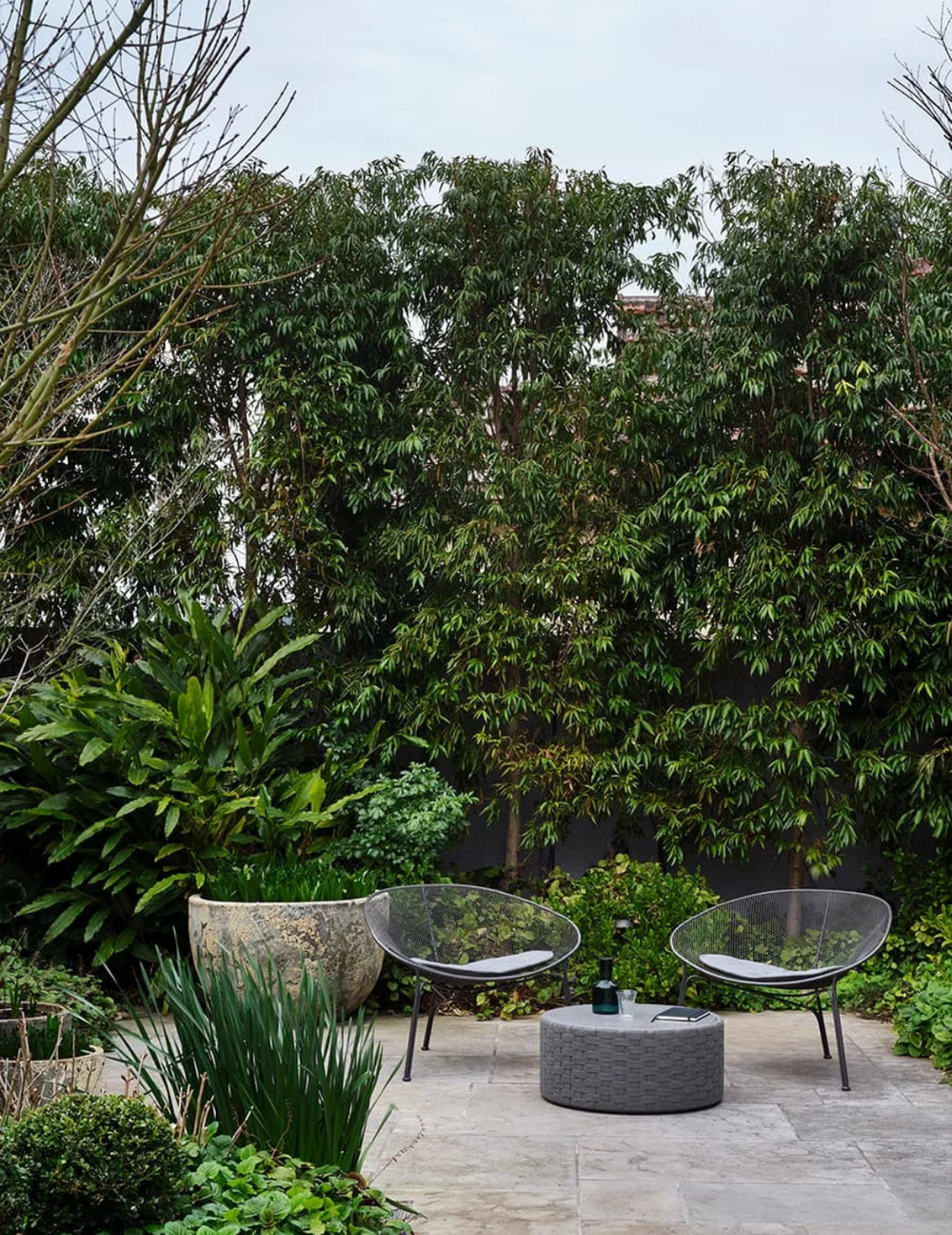 The Waterhousea Floribunda (Lilly Pilly) - The Perfect Hedging Tree fo