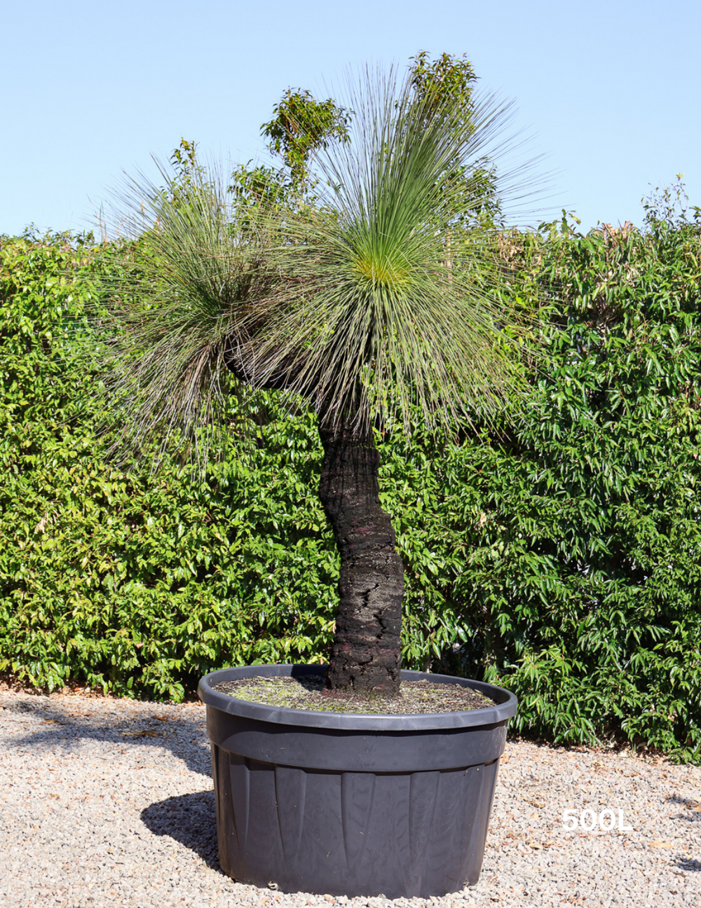 Xanthorrhoea (Grass Trees) - Evergreen Trees Direct