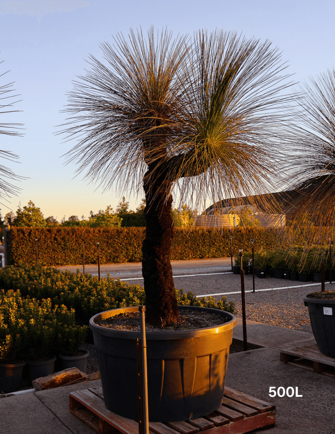Super Advanced Trees - Evergreen Trees Direct