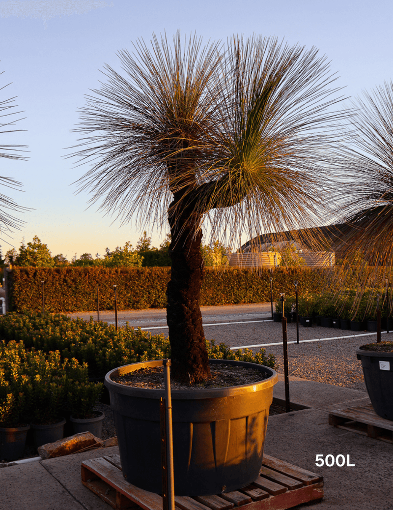 Xanthorrhoea (Grass Trees) - Evergreen Trees Direct