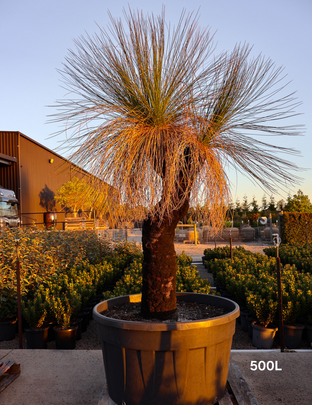 Xanthorrhoea (Grass Trees) - Evergreen Trees Direct