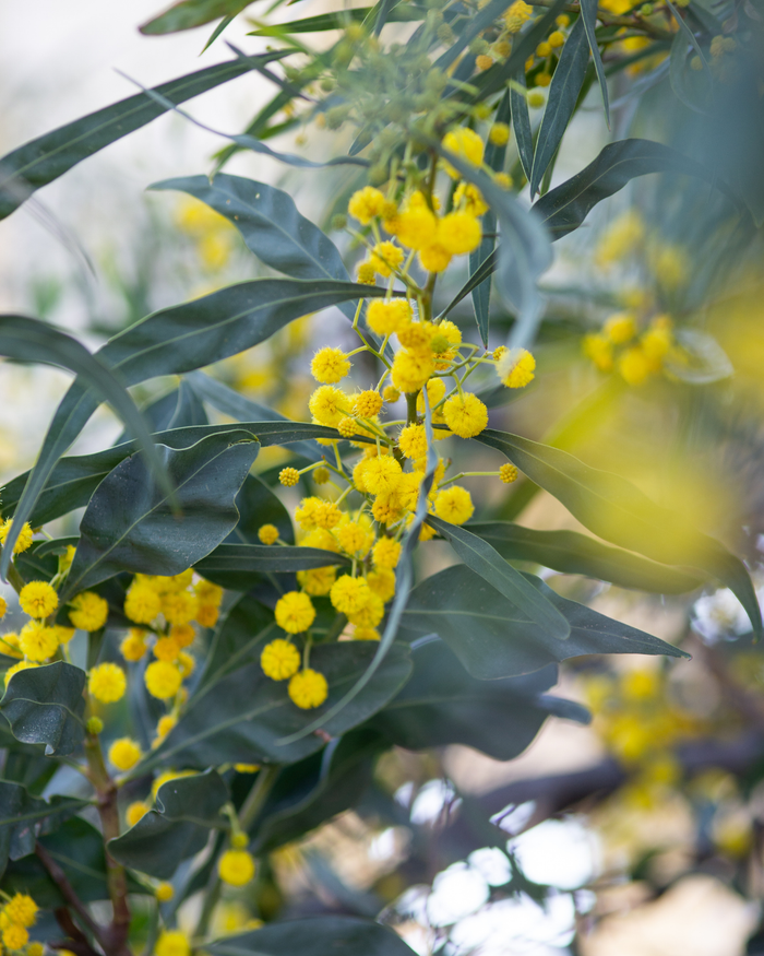 Acacia pycnantha Golden Wattle - Evergreen Trees Direct - Evergreen ...