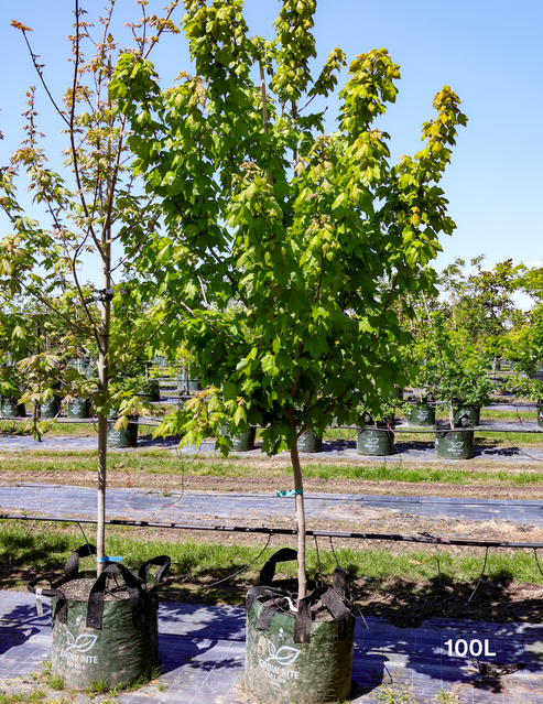 Acer rubrum 'Fairview Flame' - Evergreen Trees Direct