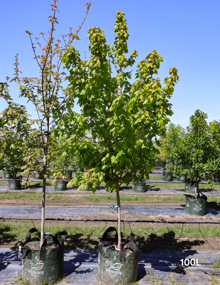 Buy Maples Trees - Japanese and Canadian Maples - Evergreen Trees Direct