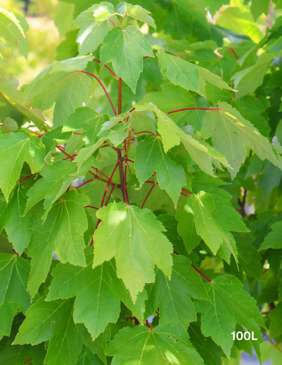 Acer rubrum 'Fairview Flame' - Evergreen Trees Direct