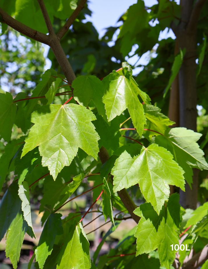 Acer rubrum 'Fairview Flame' - Evergreen Trees Direct