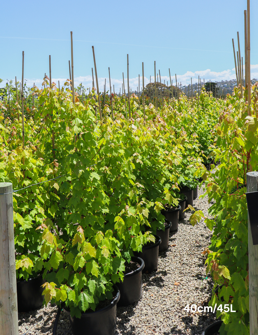 Acer rubrum 'Fairview Flame' - Evergreen Trees Direct