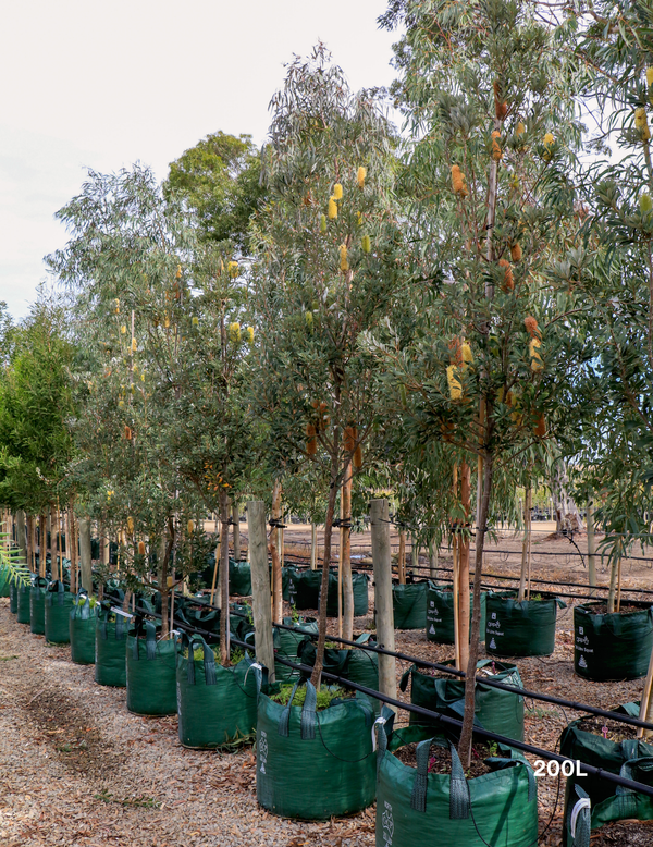 Banksia integrifolia 'Sentinel' - Evergreen Trees Direct