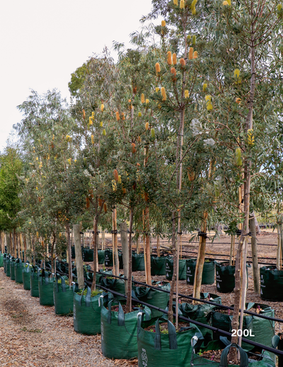 Banksia integrifolia 'Sentinel' - Evergreen Trees Direct