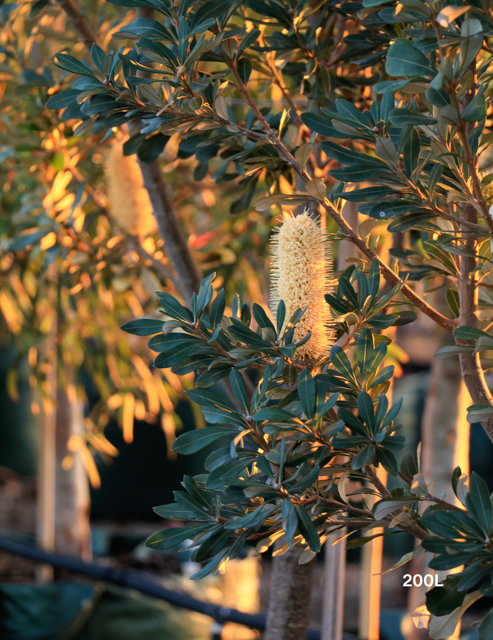 Banksia integrifolia 'Sentinel' - Evergreen Trees Direct