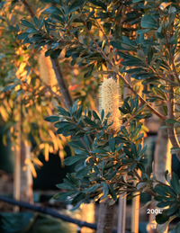Banksia integrifolia 'Sentinel' - Evergreen Trees Direct