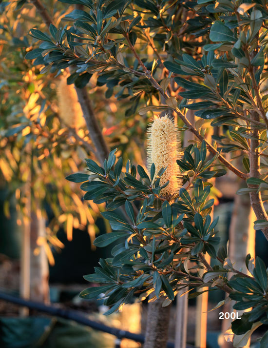 Banksia integrifolia 'Sentinel' - Evergreen Trees Direct
