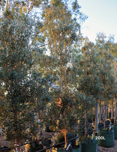 Banksia integrifolia 'Sentinel' - Evergreen Trees Direct