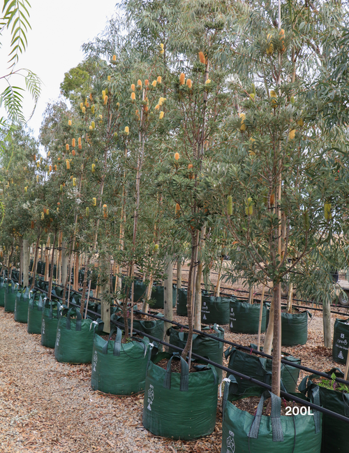Banksia integrifolia 'Sentinel' - Evergreen Trees Direct