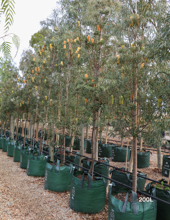 Banksia integrifolia 'Sentinel' - Evergreen Trees Direct