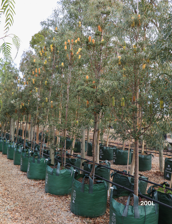 Banksia integrifolia 'Sentinel' - Evergreen Trees Direct