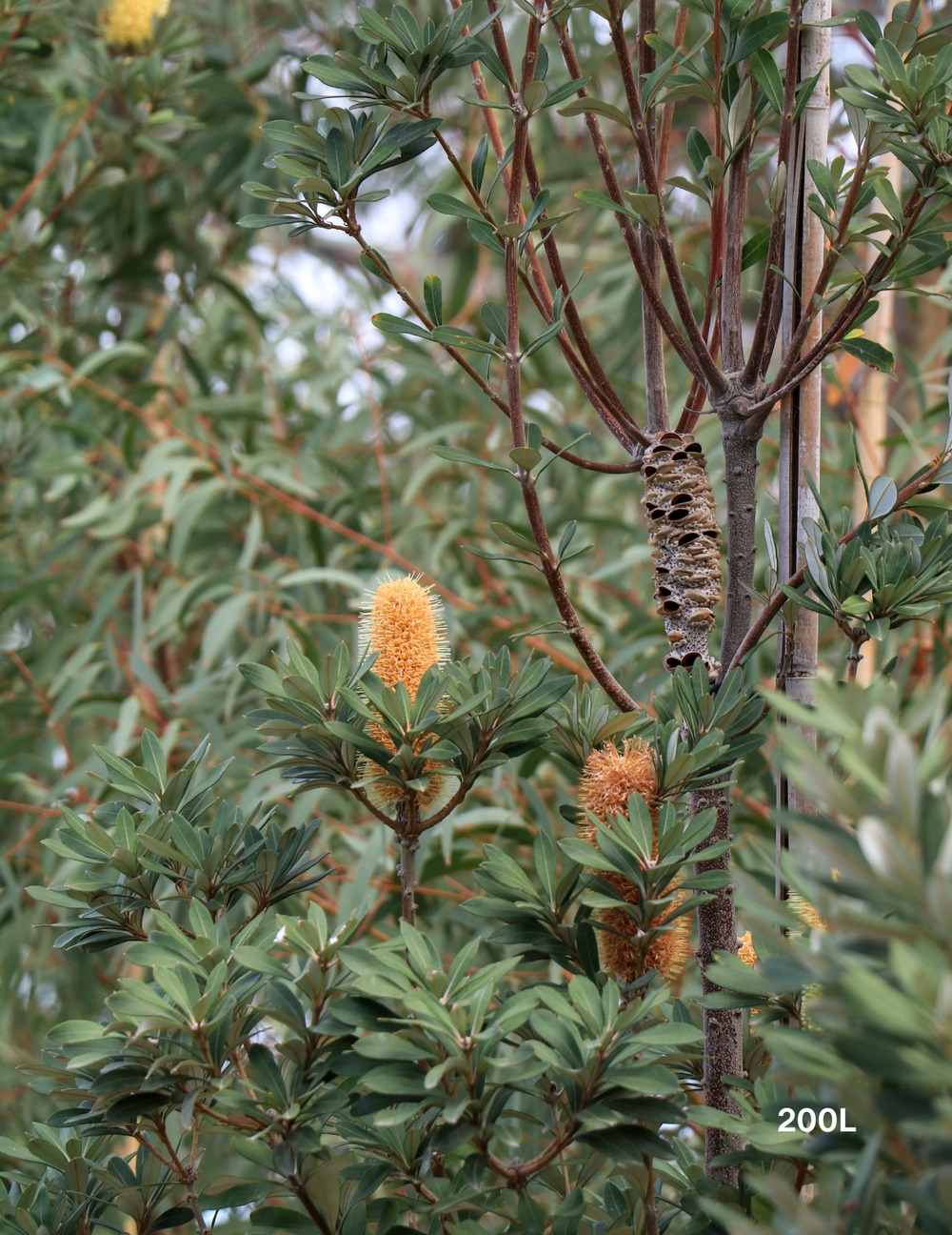 Banksia integrifolia 'Sentinel' - Evergreen Trees Direct