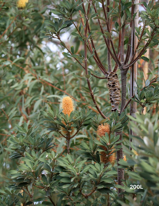 Banksia integrifolia 'Sentinel' - Evergreen Trees Direct