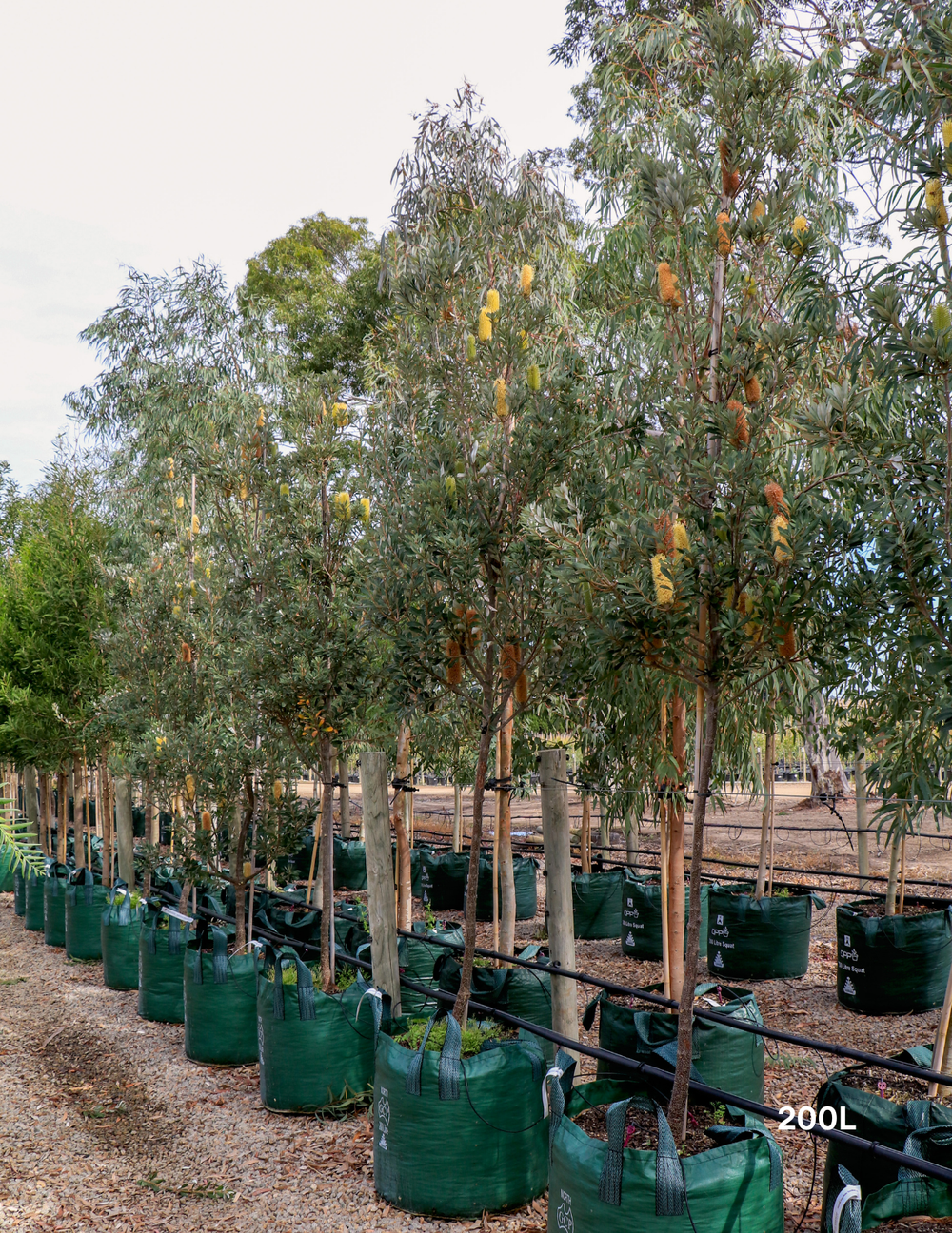 Banksia integrifolia 'Sentinel' - Evergreen Trees Direct