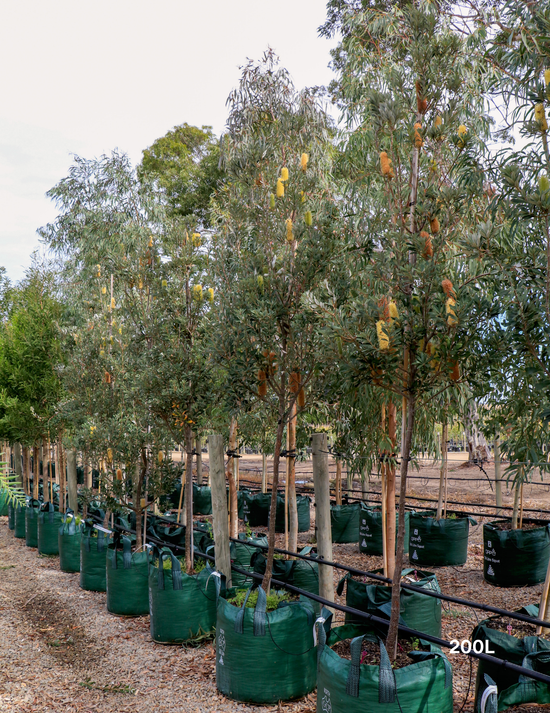 Banksia integrifolia 'Sentinel' - Evergreen Trees Direct